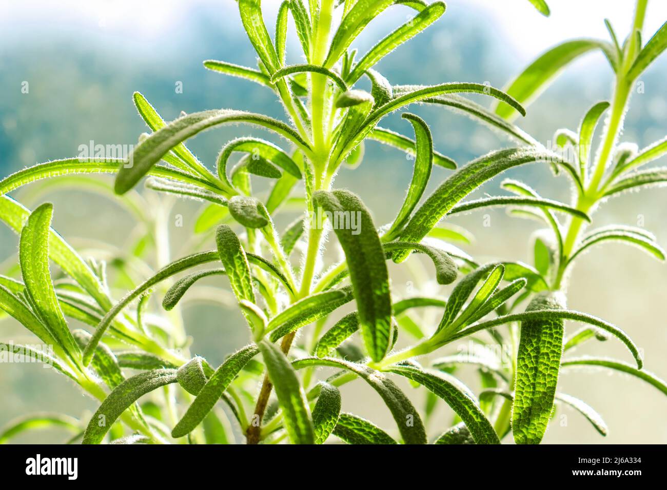 Rosemary leaf hi-res stock photography and images - Alamy