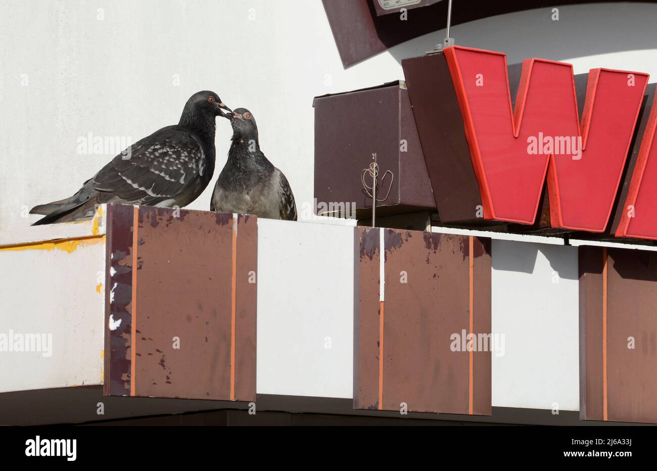 A pair of pigeons engage in a mating ritual before mating. During the ...