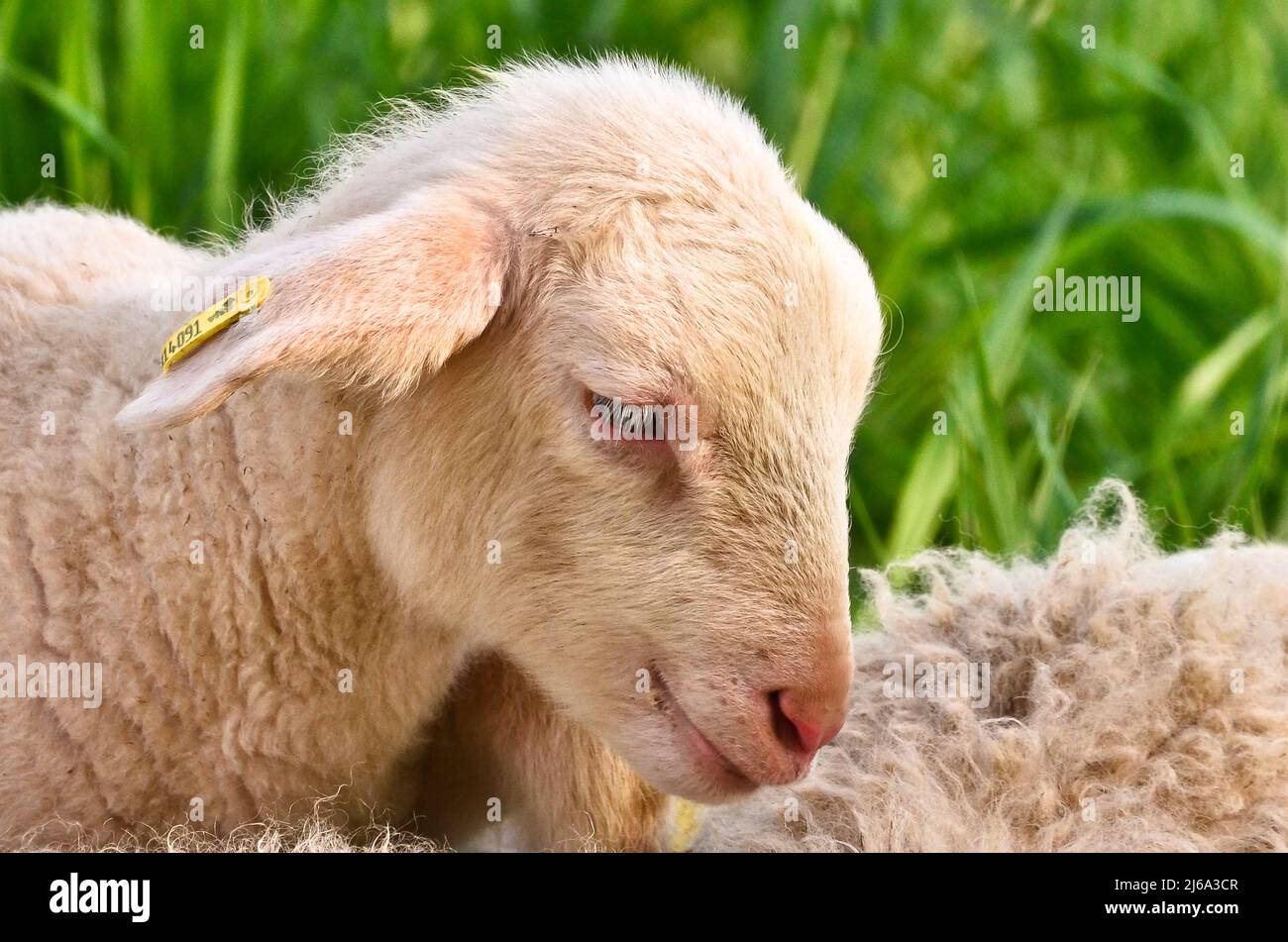 Closeup portrait of a very cute, flurry wooly white lamb in the green ...