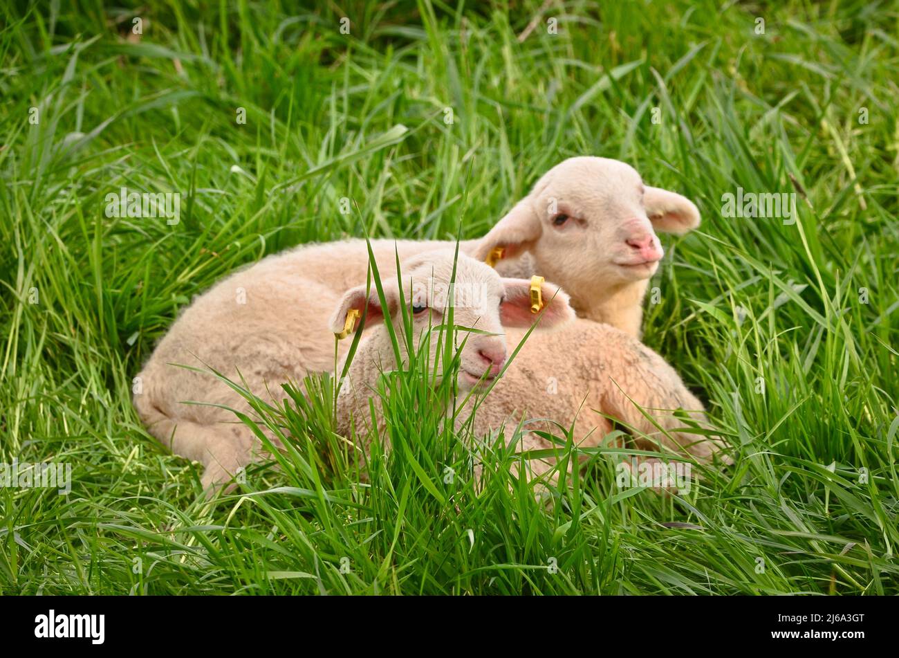 Closeup portrait of a very cute, flurry wooly white lamb in the green ...