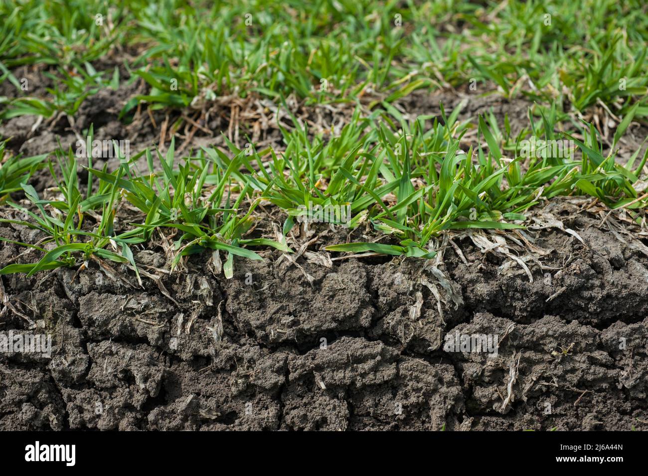 Soil slice hi-res stock photography and images - Alamy