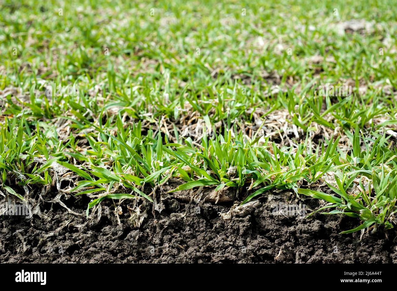 Soil slice hi-res stock photography and images - Alamy