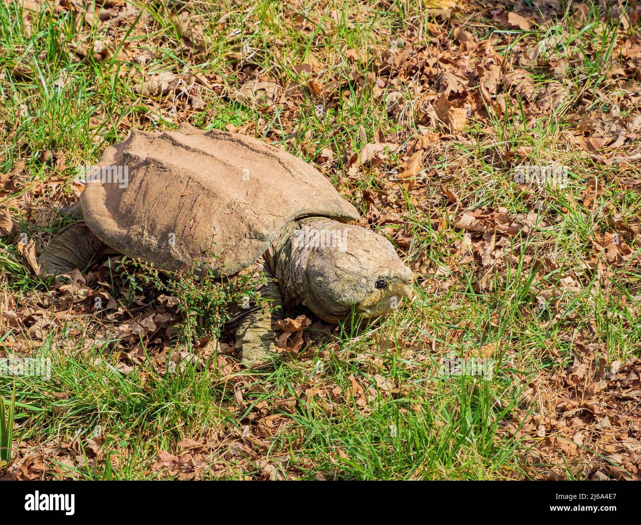 Close up shot of Alligator snapping turtle crawling at Oklahoma Stock ...