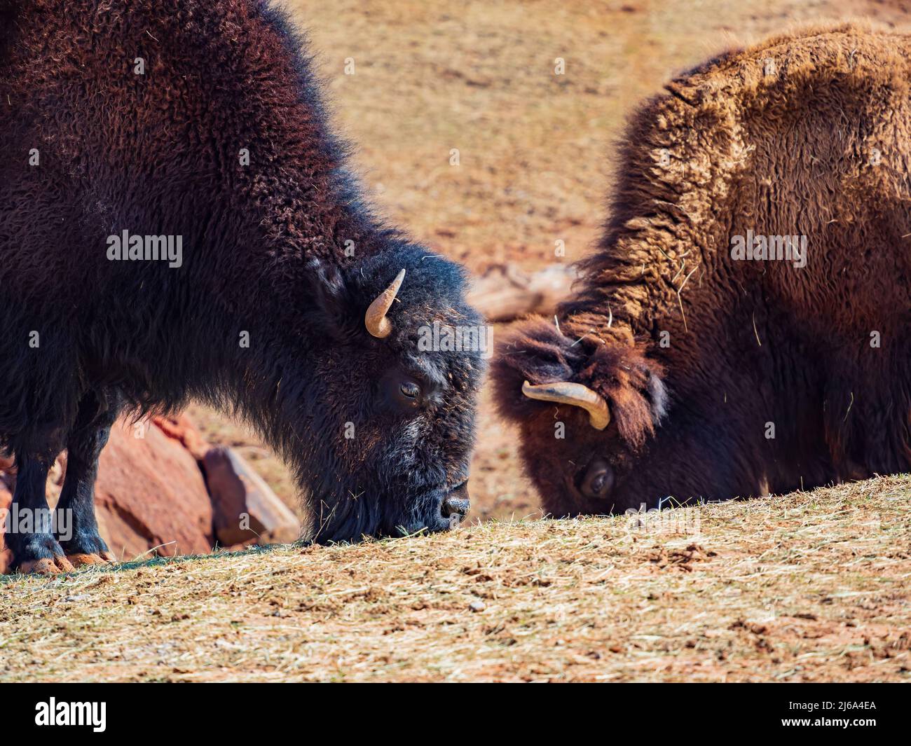 Closeup shot buffalo bison hi-res stock photography and images - Alamy
