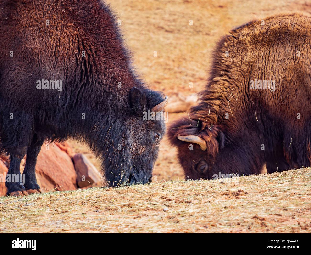 Closeup shot buffalo bison hi-res stock photography and images - Alamy