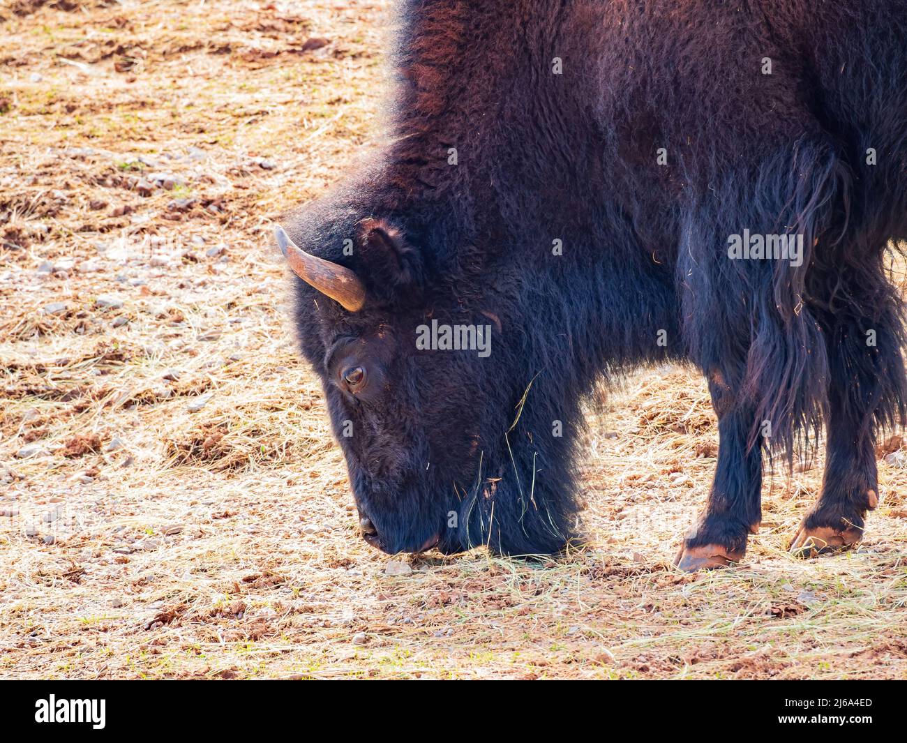 Closeup shot buffalo bison hi-res stock photography and images - Alamy