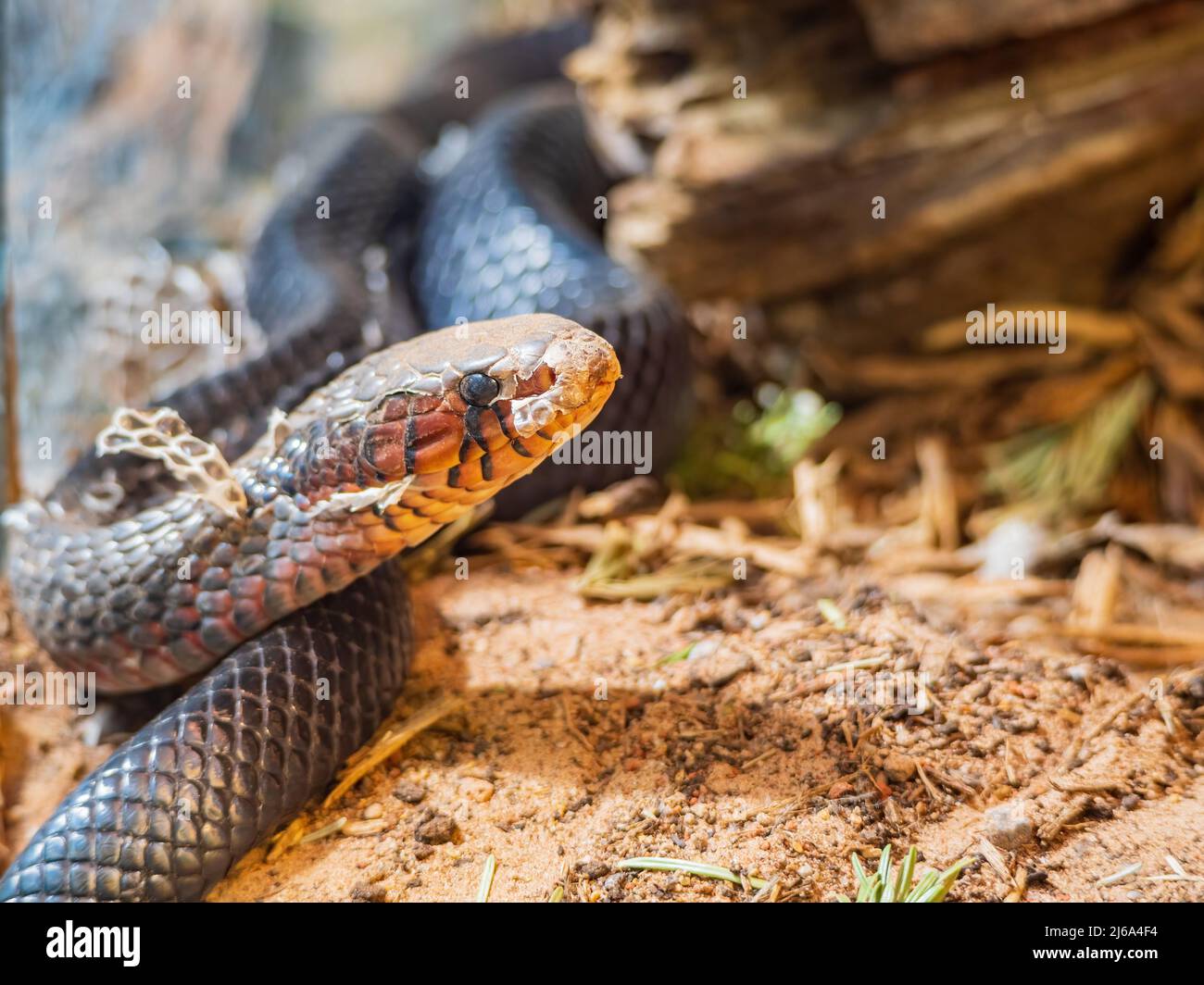 Close up shot of a snake shedding skin at Oklahoma Stock Photo - Alamy