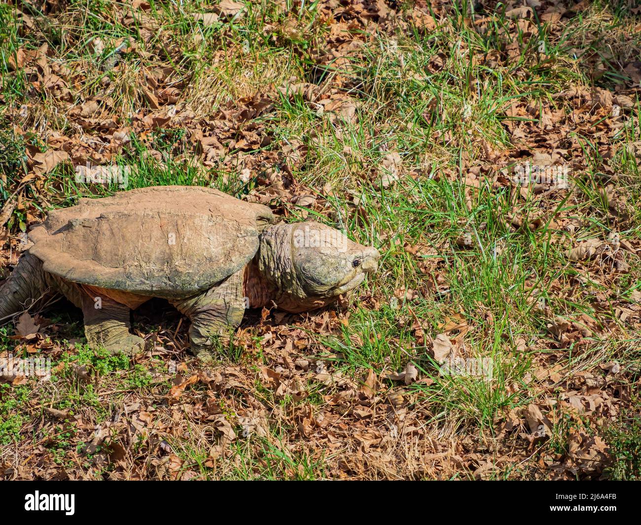 Snapping turtle close up shot hi-res stock photography and images - Alamy