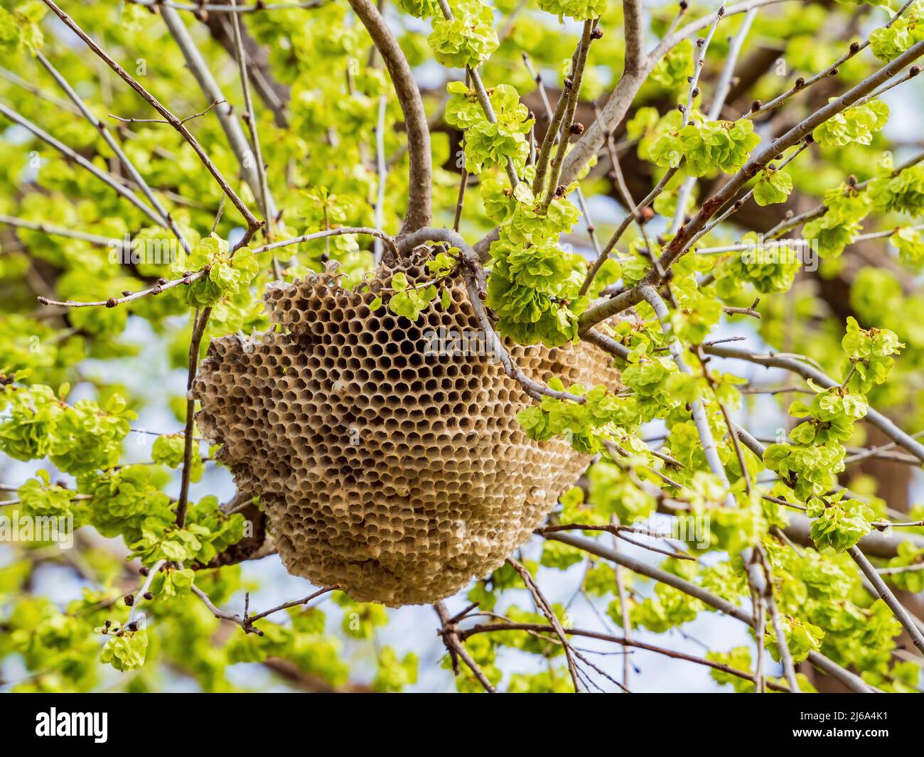Beehive on tree hi-res stock photography and images - Alamy