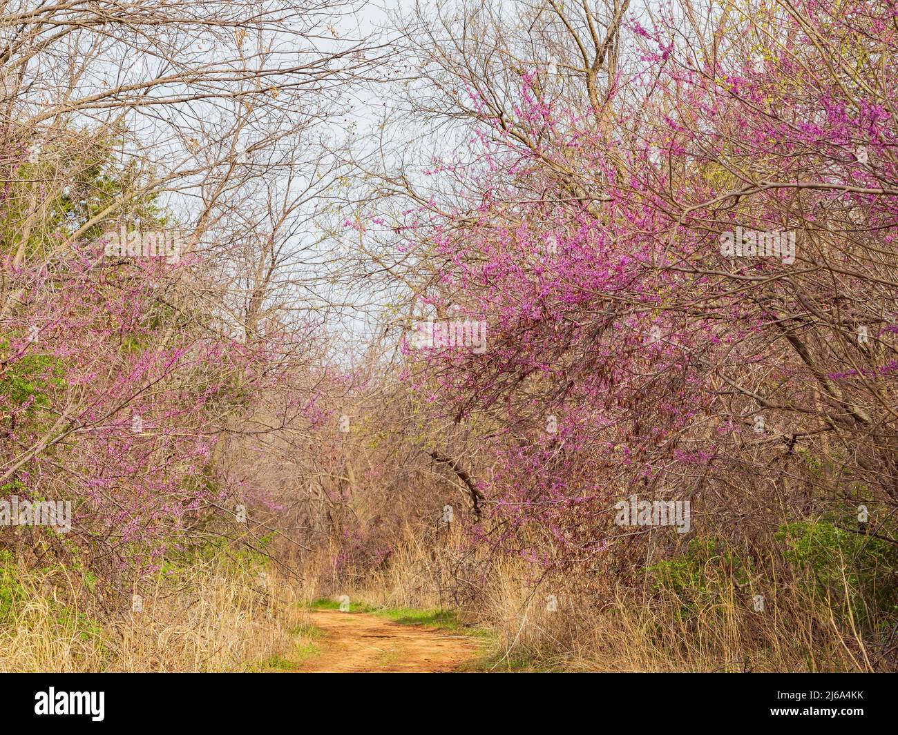 Oklahoma redbud hi-res stock photography and images - Alamy