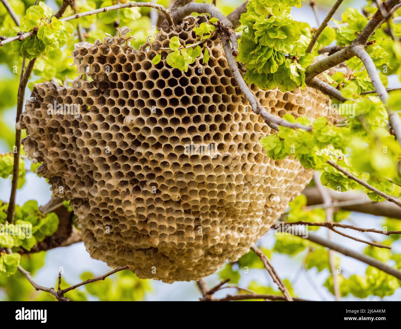 Natural beehive on tree hi-res stock photography and images - Alamy