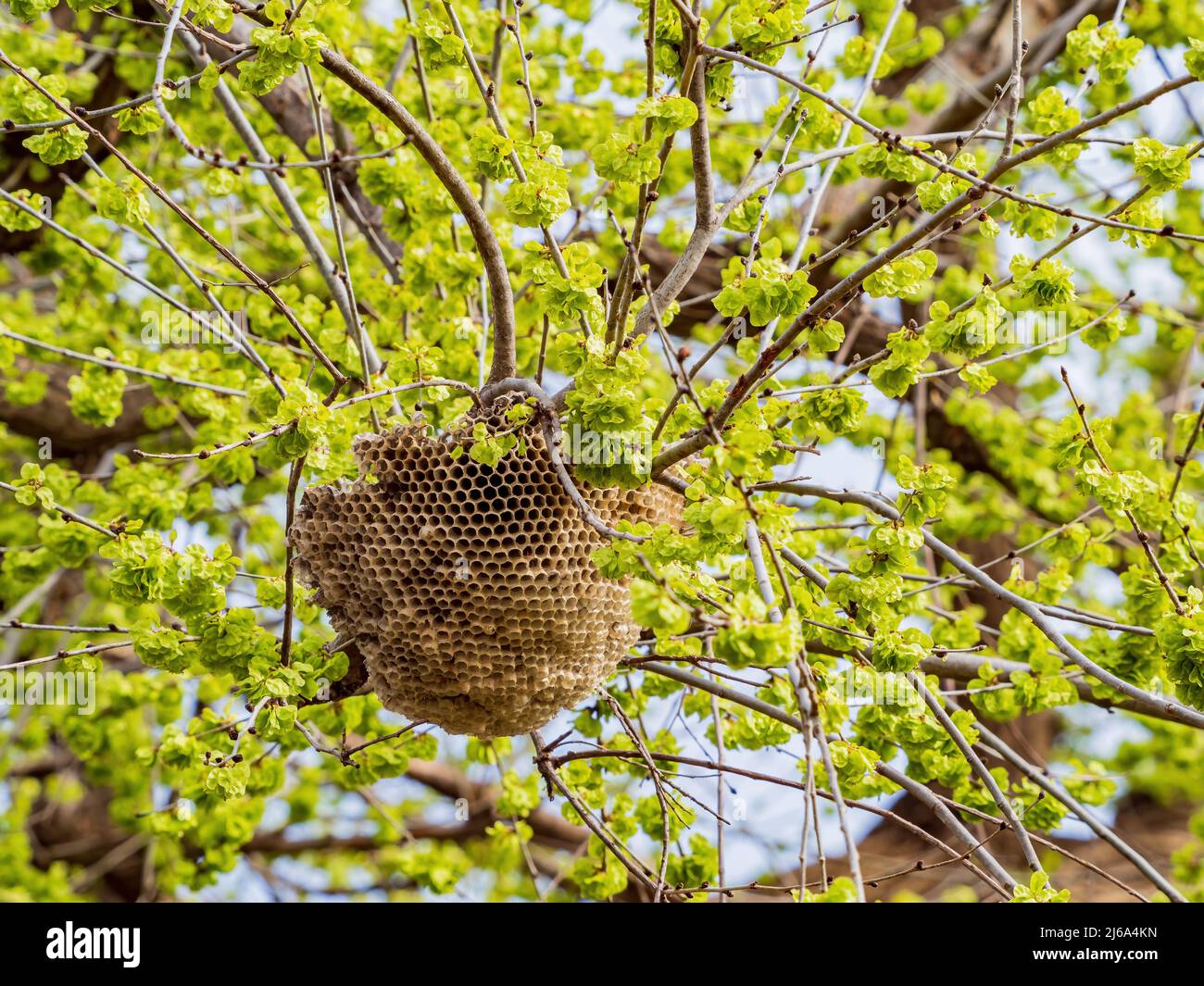 Beehive on tree hi-res stock photography and images - Alamy