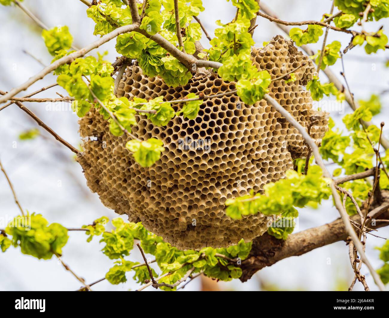 Beehive on tree hi-res stock photography and images - Alamy