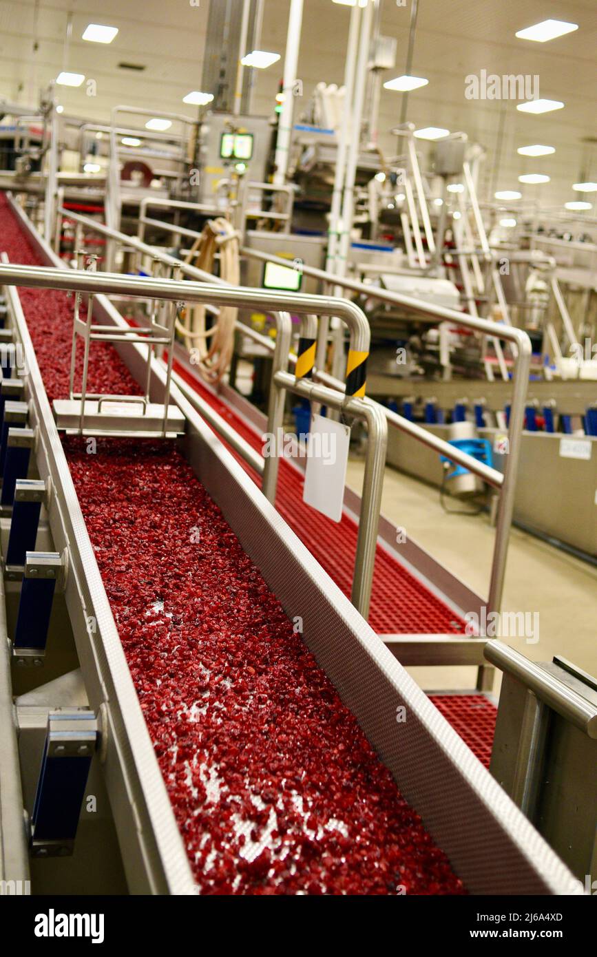 Processing of cranberries at the modern and state-of-the-art Ocean ...
