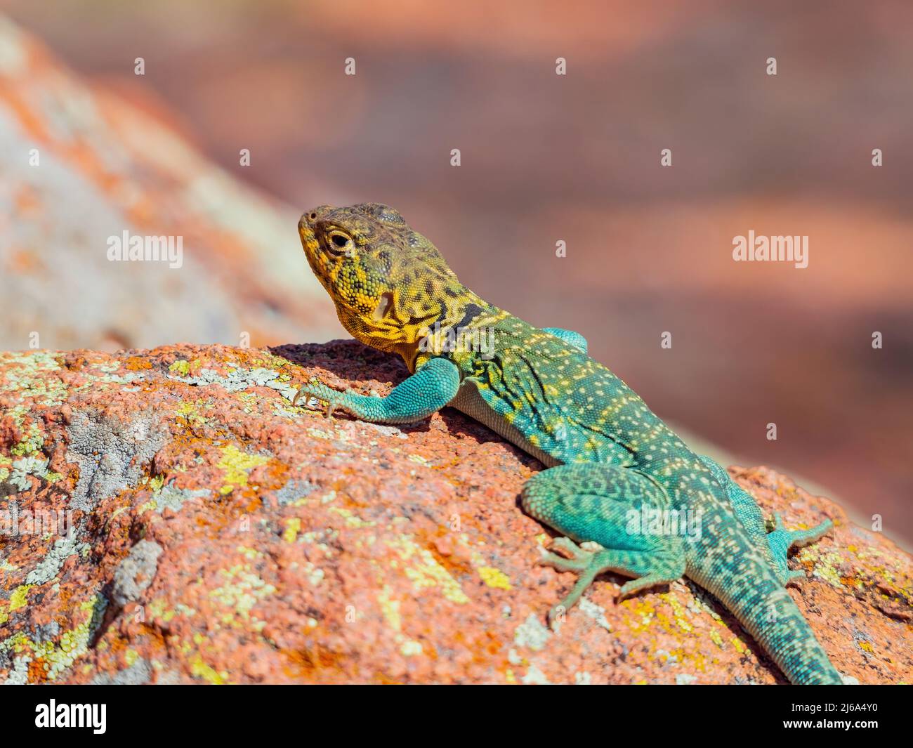 Sunny view of the Common collared lizard in The Holy City of the ...