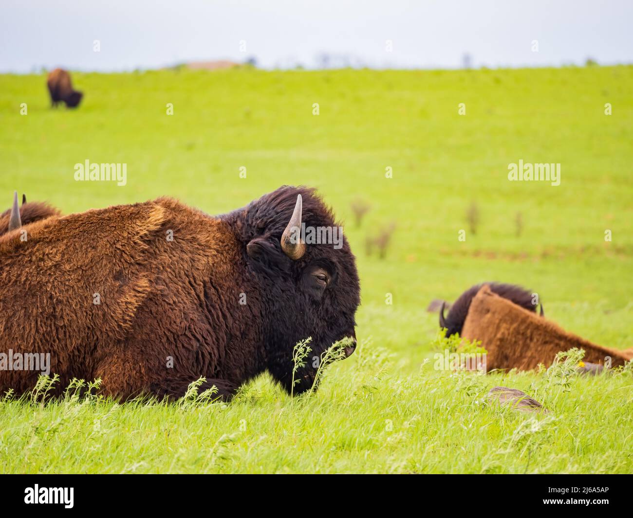 Close up shot of wild Bison in Wichita Mountains Wildlife Refuge at ...