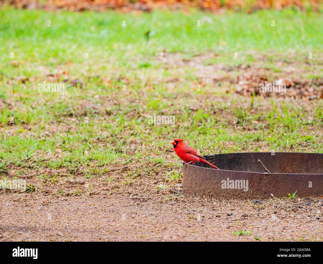 Close up shot of cute Northern cardinal in a campground at Oklahoma ...