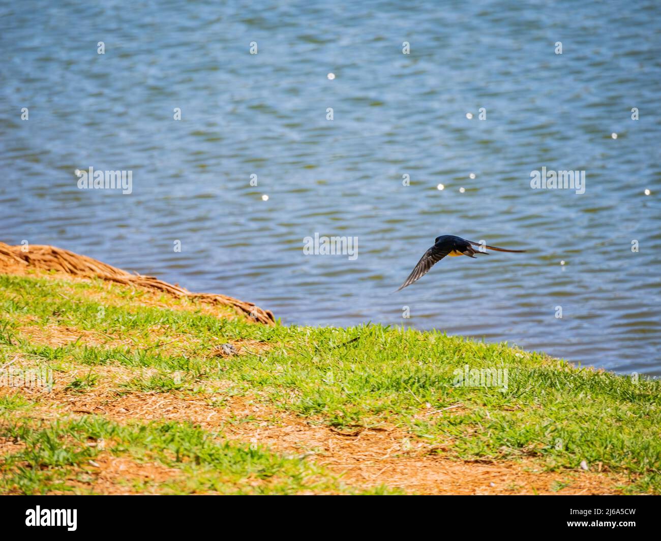 Barn swallow flying hi-res stock photography and images - Alamy