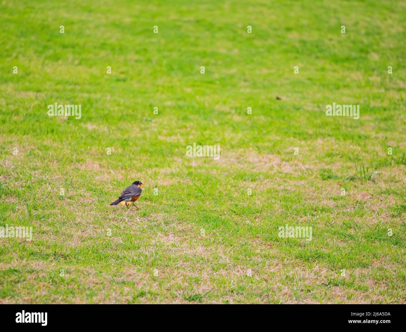 American robin walking up hi-res stock photography and images - Alamy