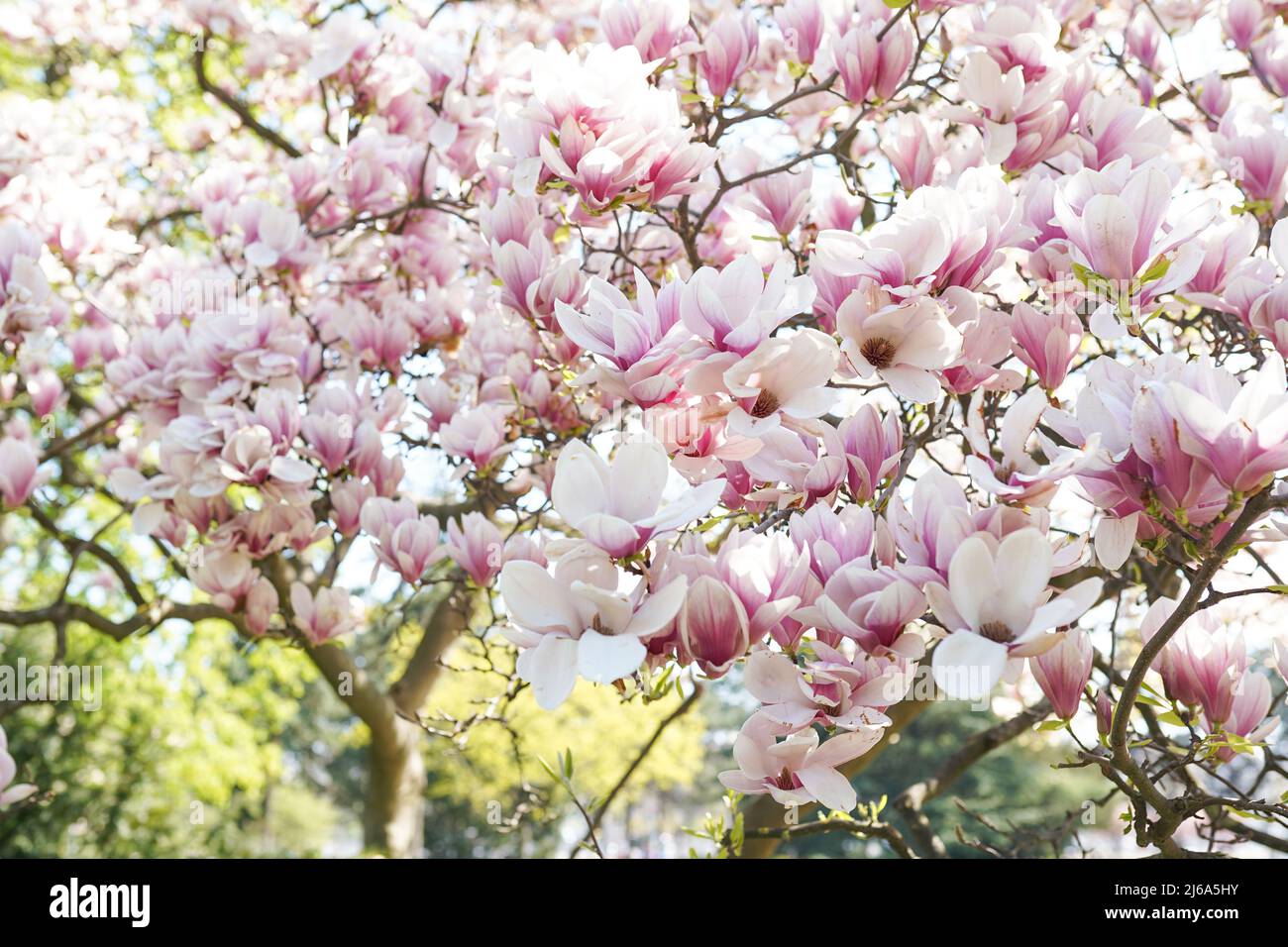 Close-up of the flowers of a Chinese magnolia tree Stock Photo - Alamy