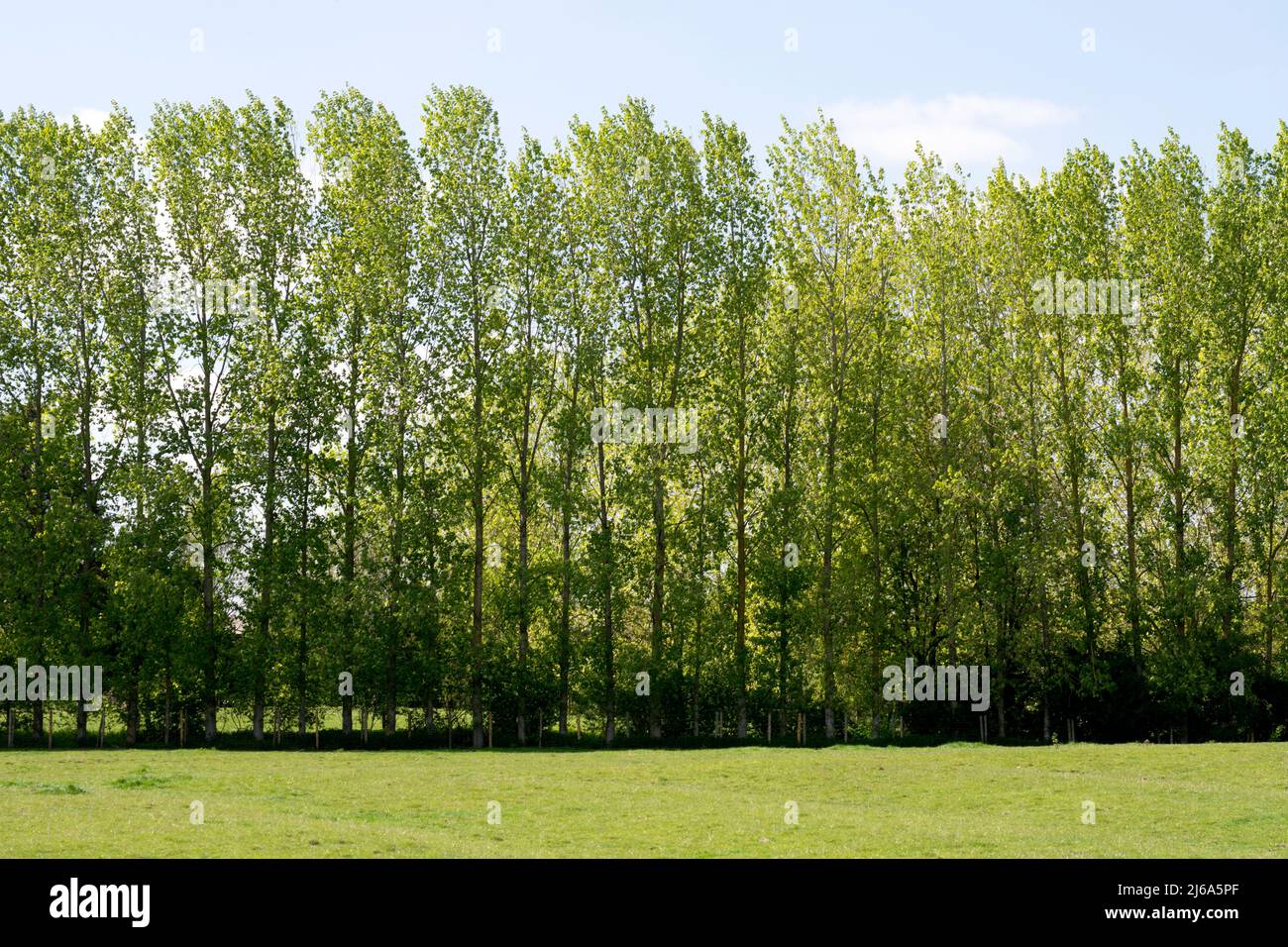 The poplar uk hi-res stock photography and images - Alamy