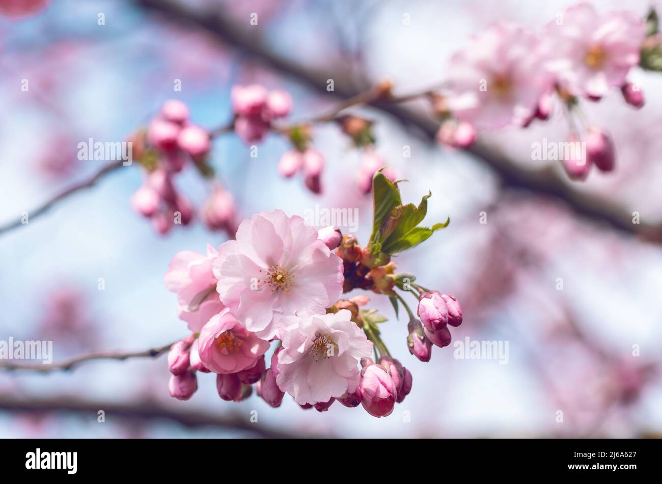 Sakura cherry blossom branch close up Stock Photo - Alamy