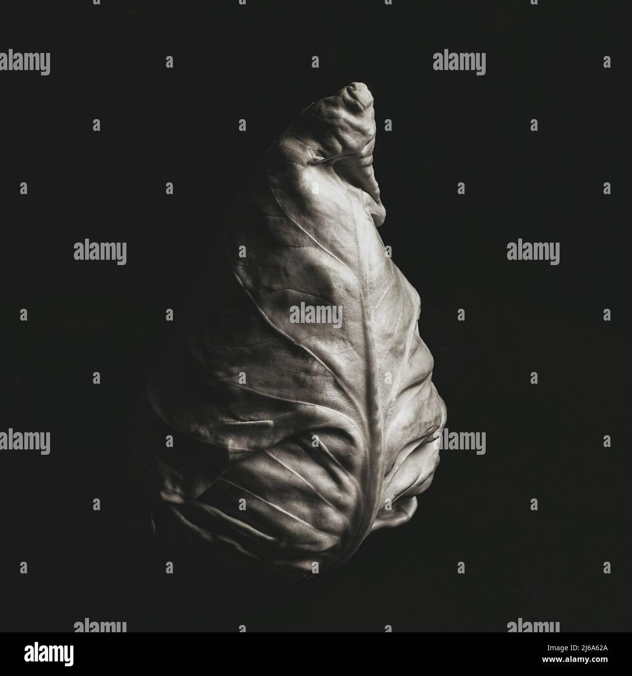 Cone head cabbage for dietary, vegan on a black background, concept ...