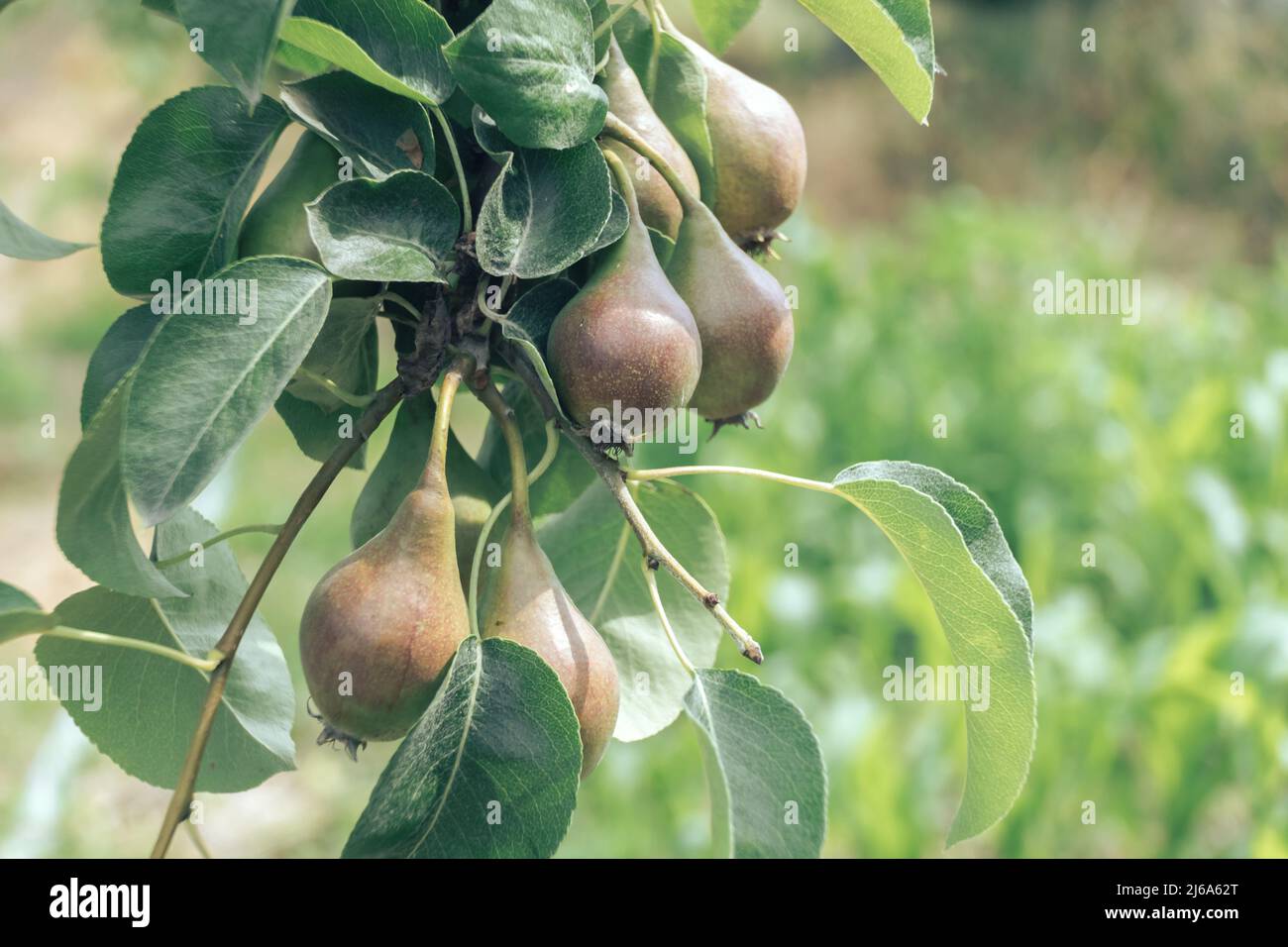 Small young fresh pears growing on a tree background Stock Photo - Alamy