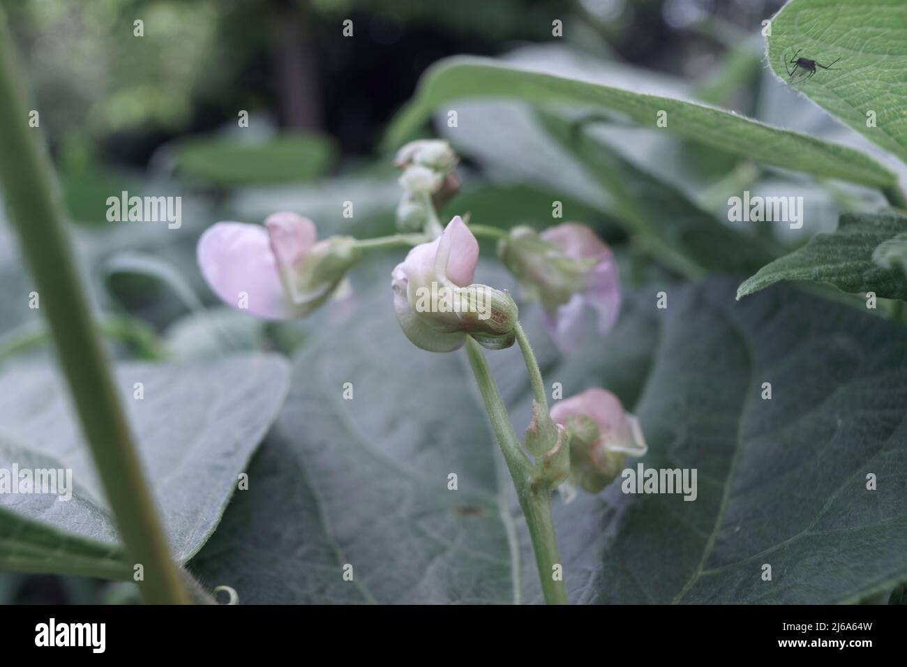 Beautiful fresh flowering beans leaf. Close up of a bush of green beans ...