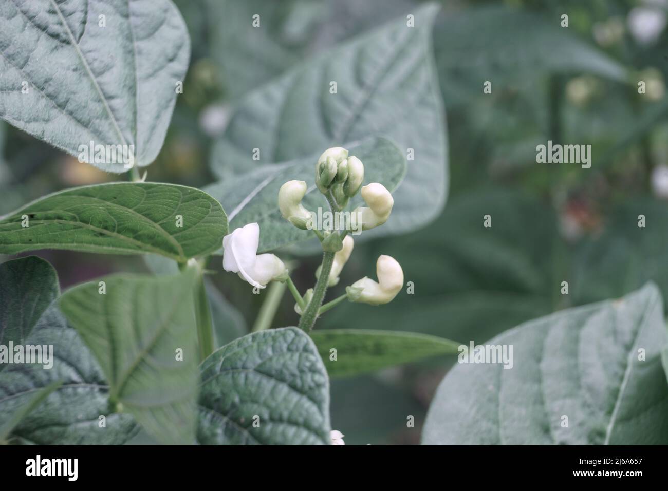 Beautiful fresh flowering beans leaf. Close up of a bush of green beans ...