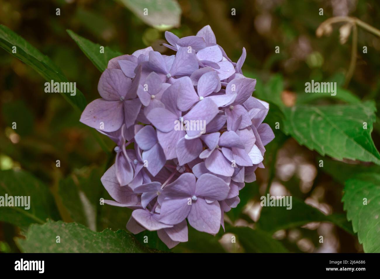 Hydrangea Macrophylla flower buds, also known as Bigleaf Hydrangea or Hortensia. Close up of a ...
