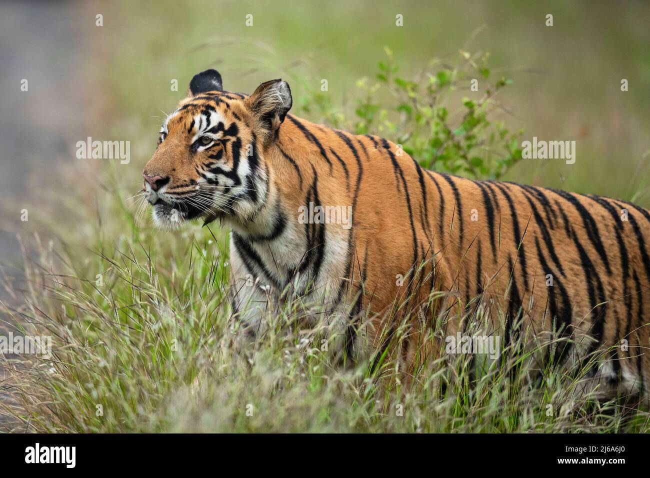Asian tiger mom hi-res stock photography and images - Alamy