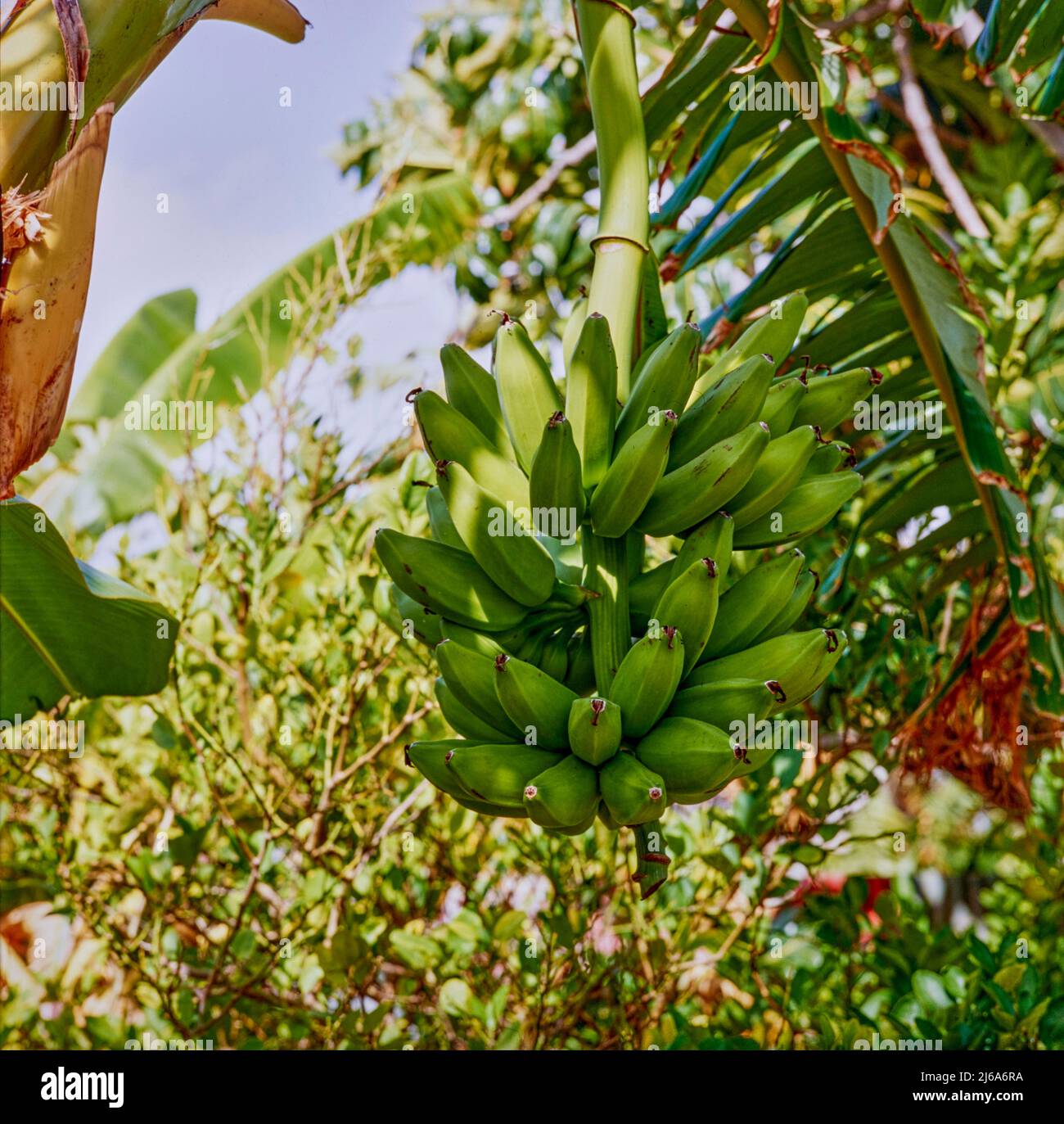 Jamaican plaintain hi-res stock photography and images - Alamy