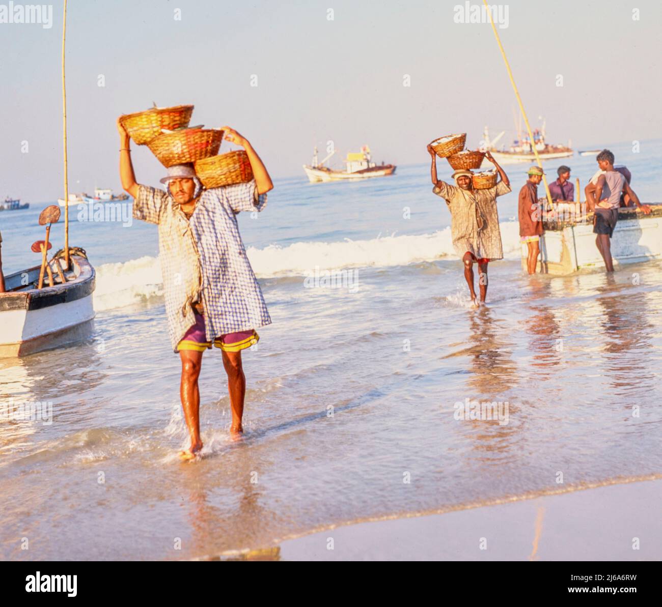 Fishermen and day labourers bringing in the catch just after dawn in ...