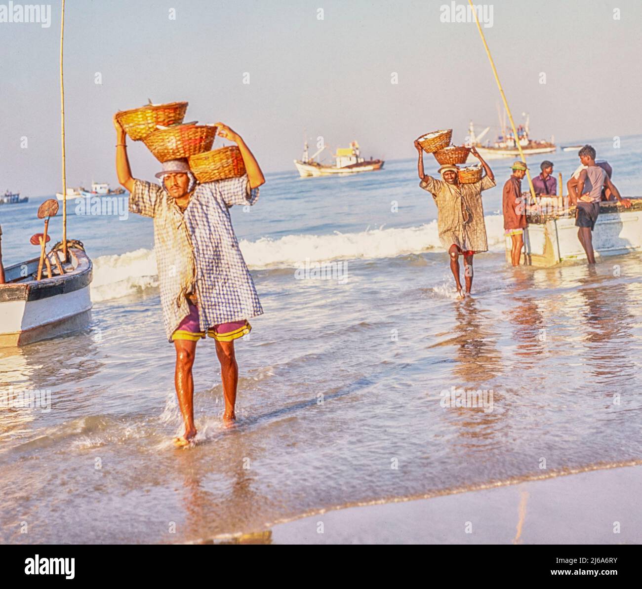 Fishermen and day labourers bringing in the catch just after dawn in ...
