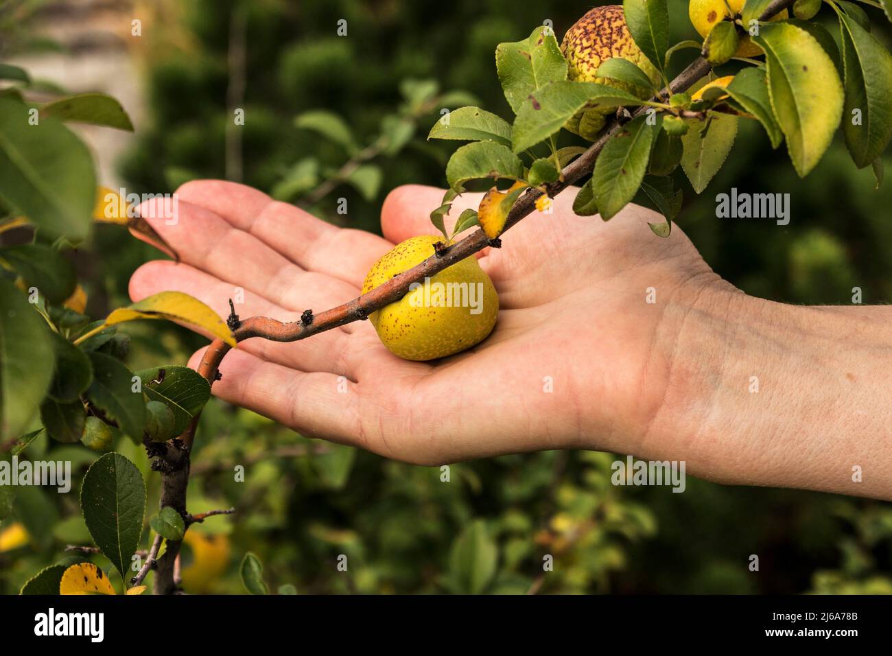 Wild quince. The fruit of a wild-growing quince in the hand of a middle ...