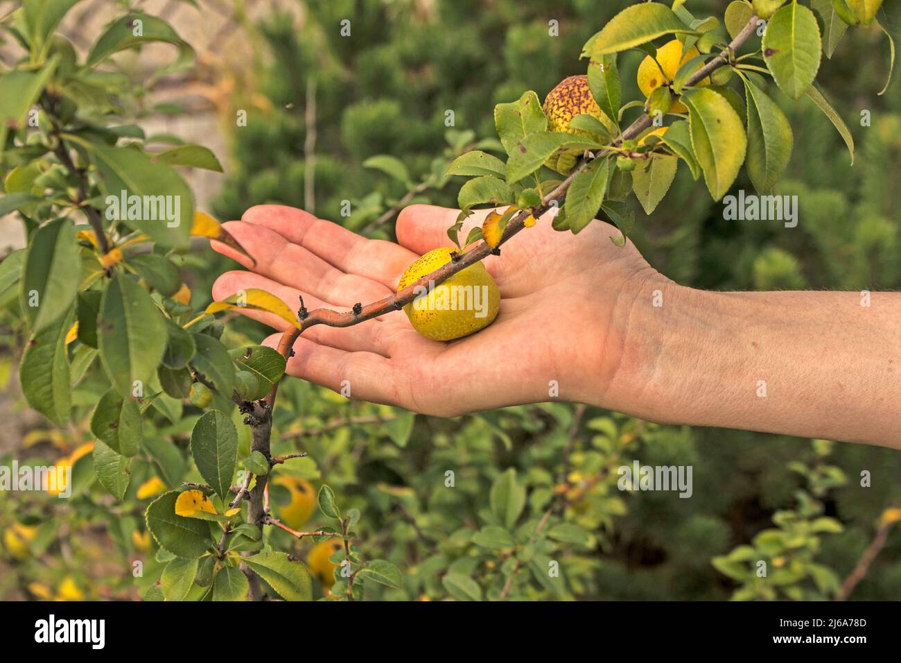 Wild quince. The fruit of a wild-growing quince in the hand of a middle ...