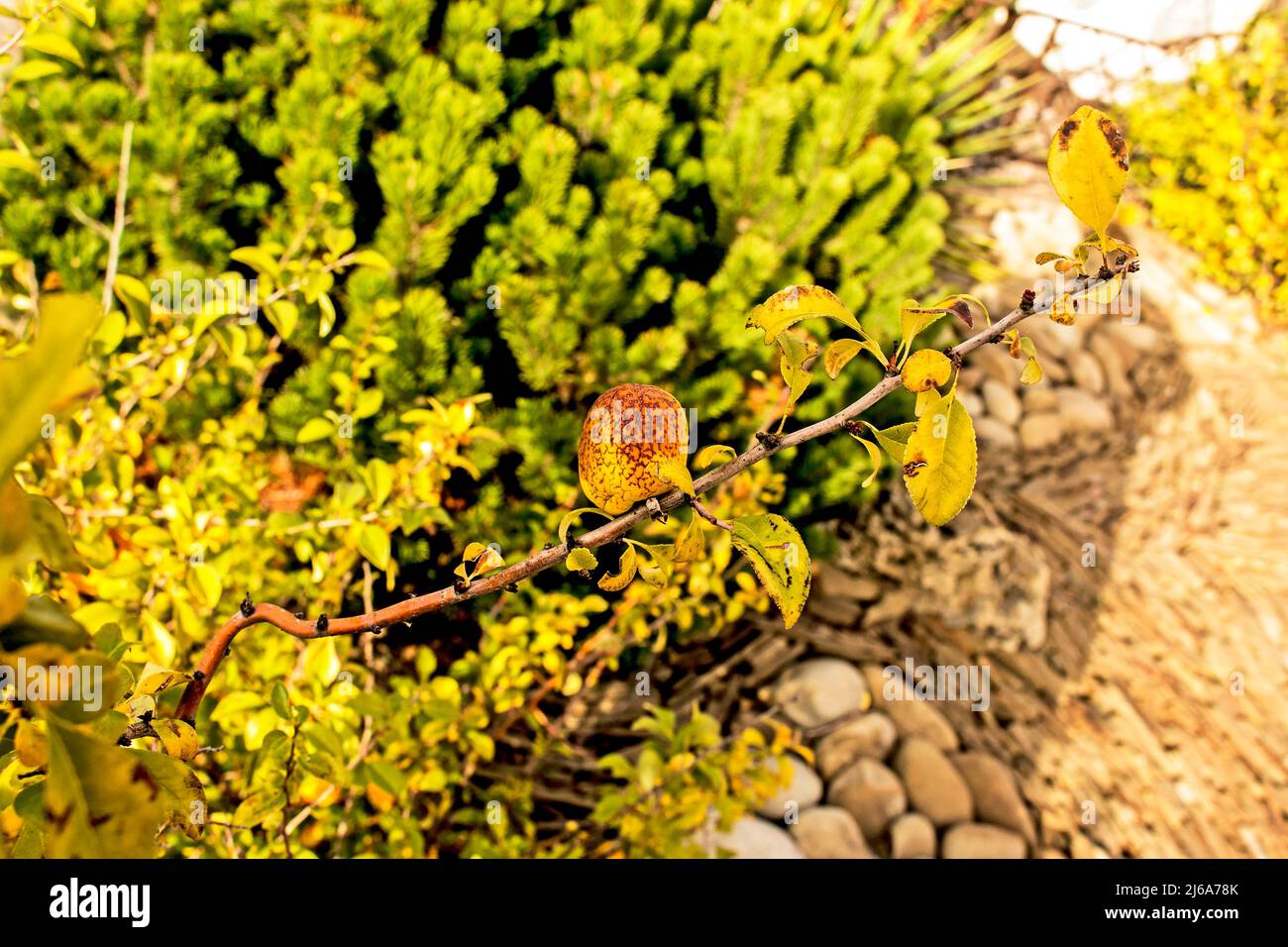 Wild quince. Ripe fruits of wild-growing quince on the branches of a ...
