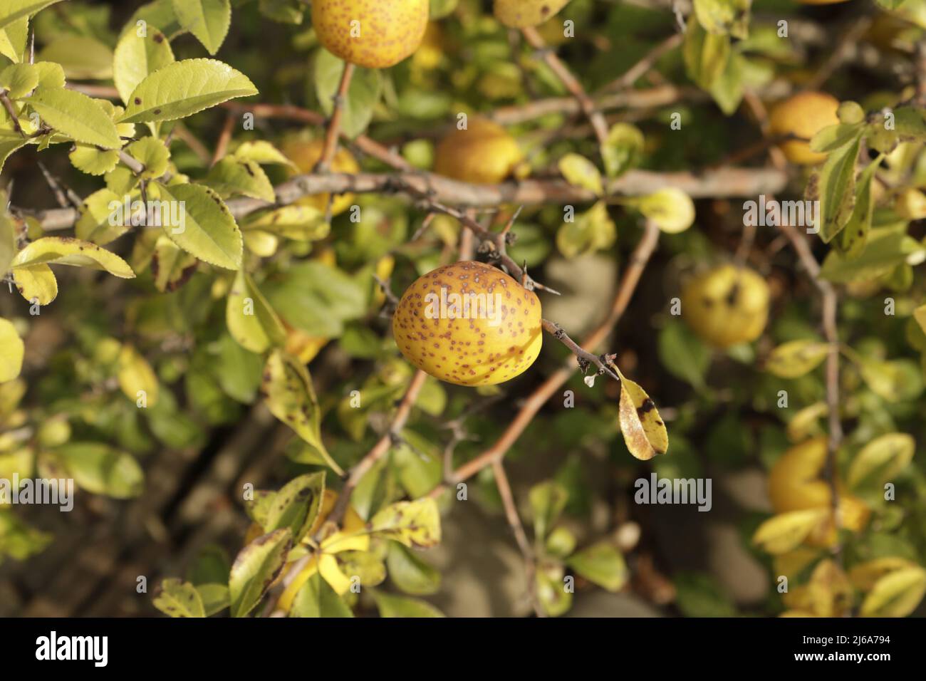 Wild quince. Ripe fruits of wild-growing quince on the branches of a ...