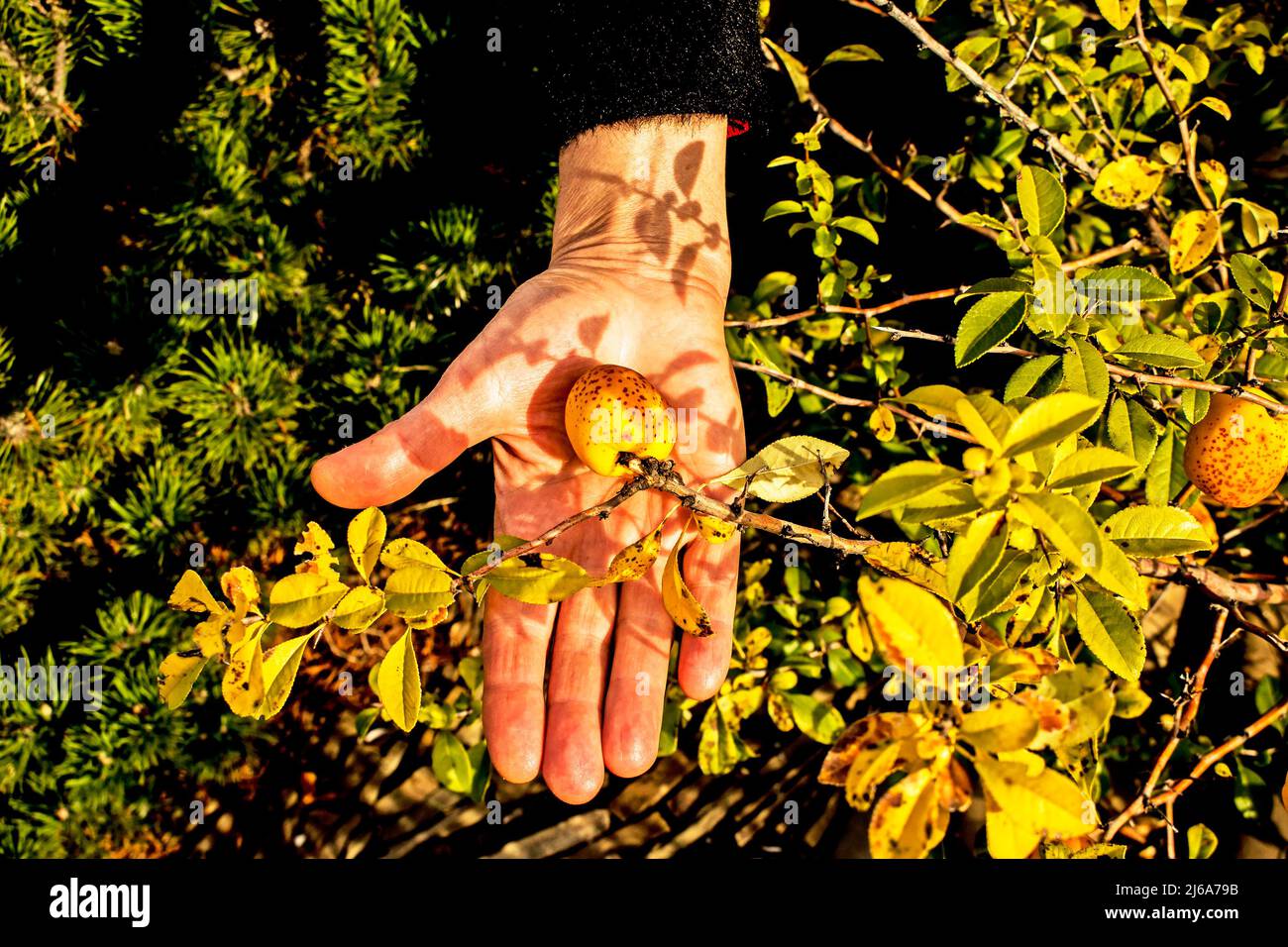 Wild quince. The fruit of a wild-growing quince in the hand of a middle ...