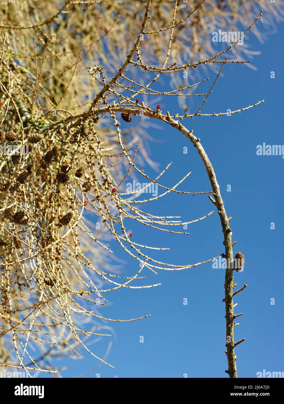 Simple pleasures; looking up through a tree canopy and feeling the ...