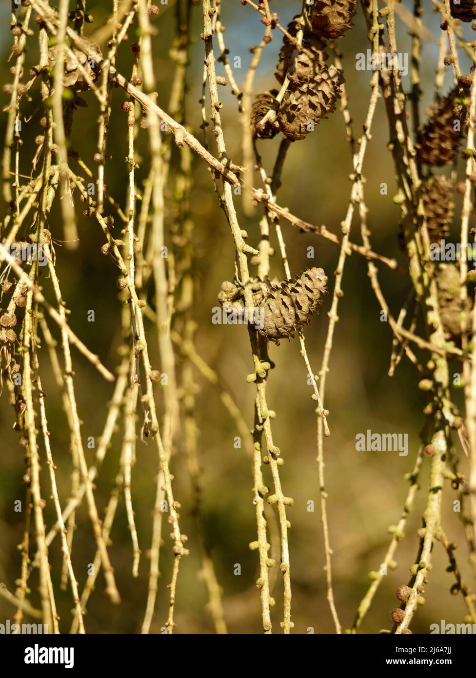 Late winter conifer tree/cones in close -up showing patterns and ...