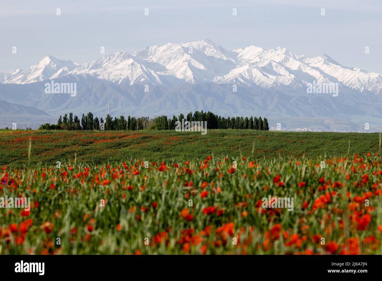Poppy fields near Leninskoe village near the city of Bishkek in ...