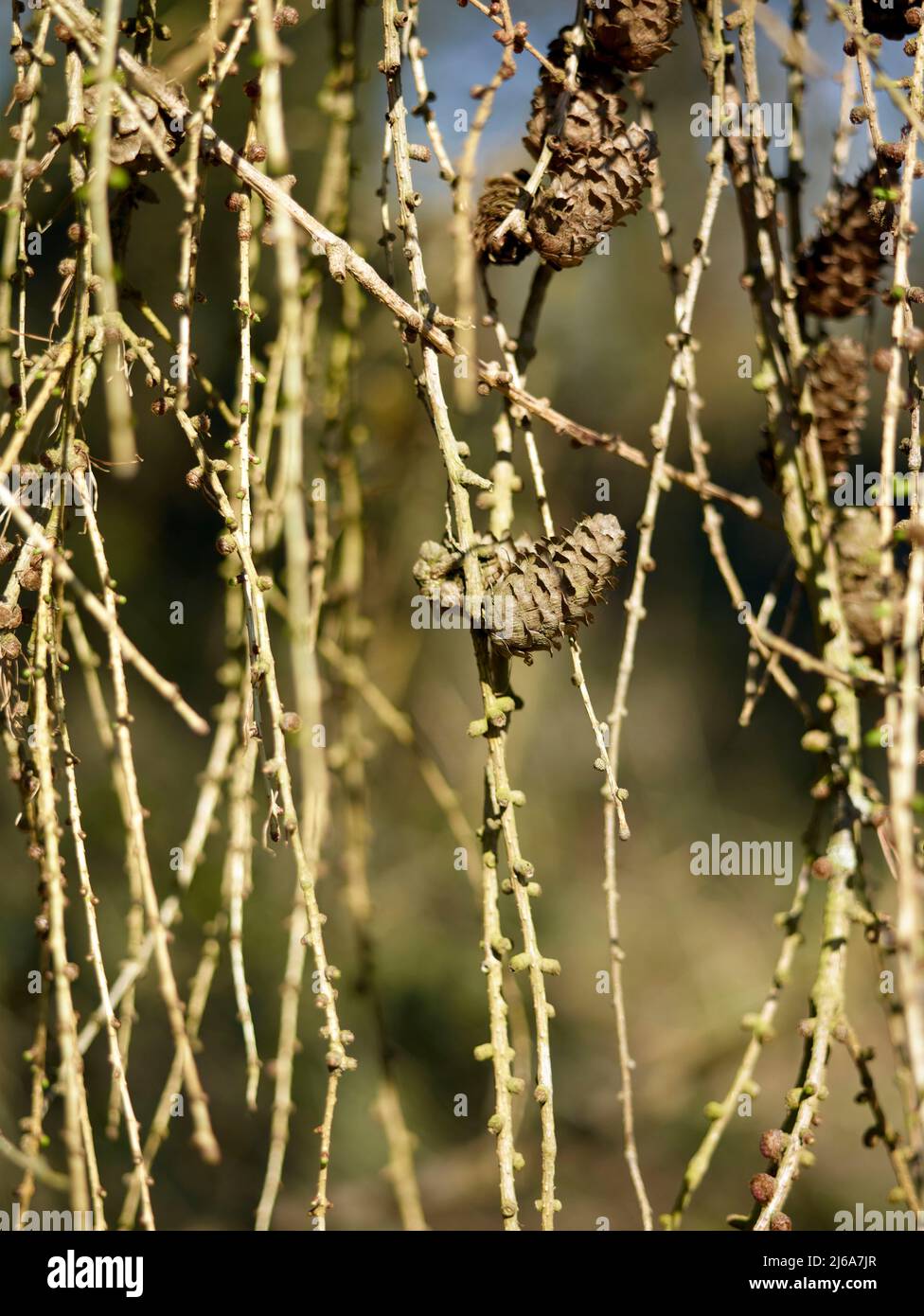 Late winter conifer tree/cones in close -up showing patterns and ...