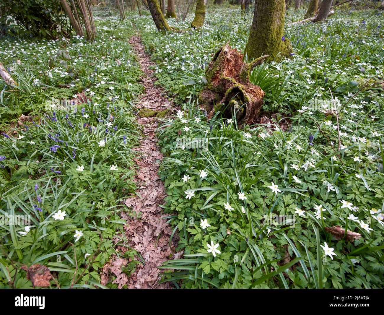 Wood anemone, close up of flower shown in natural habitat, good spring ...