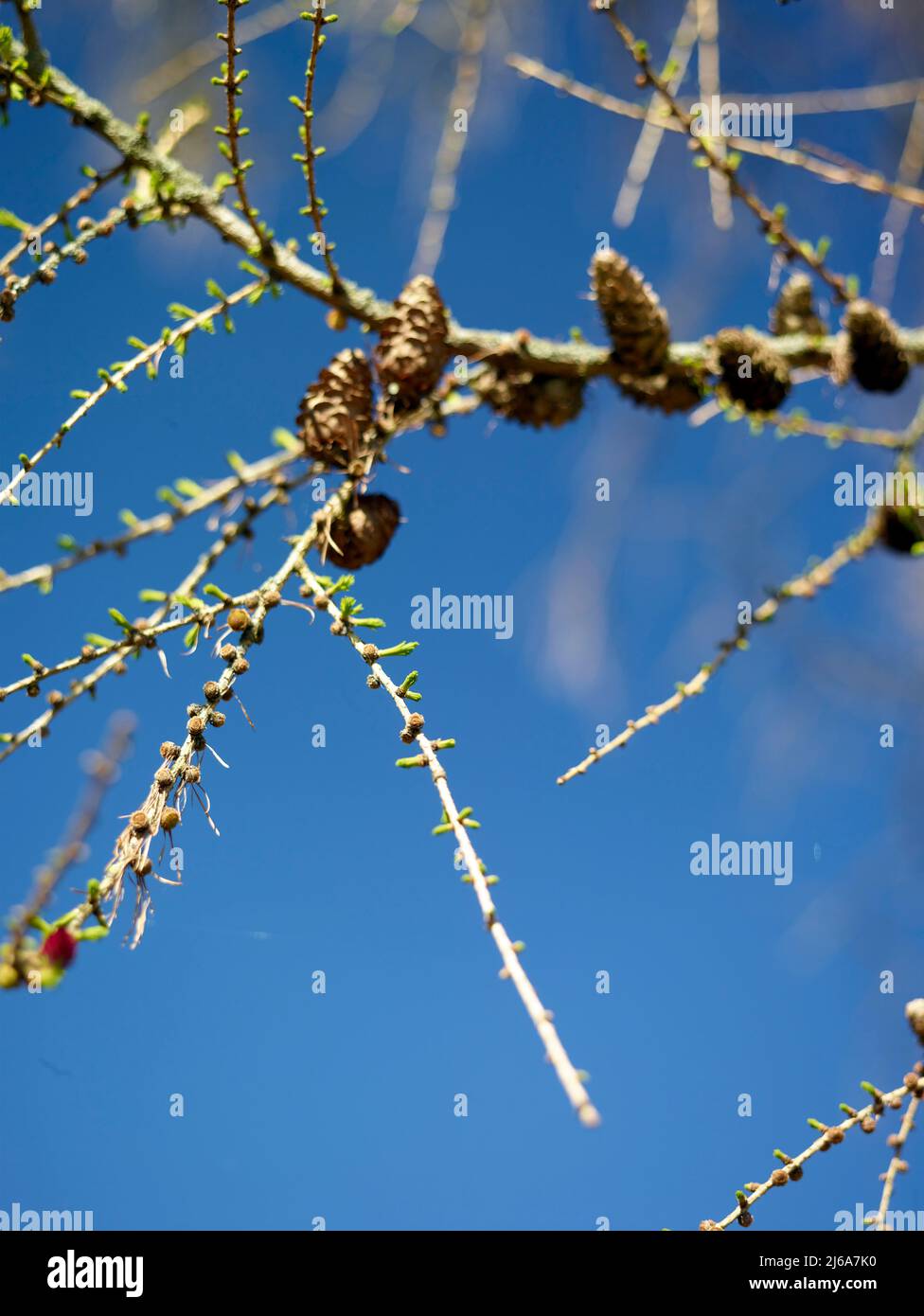 Simple pleasures; looking up through a tree canopy and feeling the ...