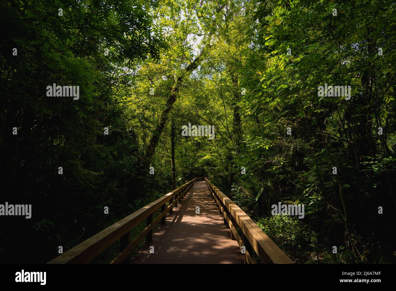 Big Tree Park in Longwood, Florida Stock Photo - Alamy