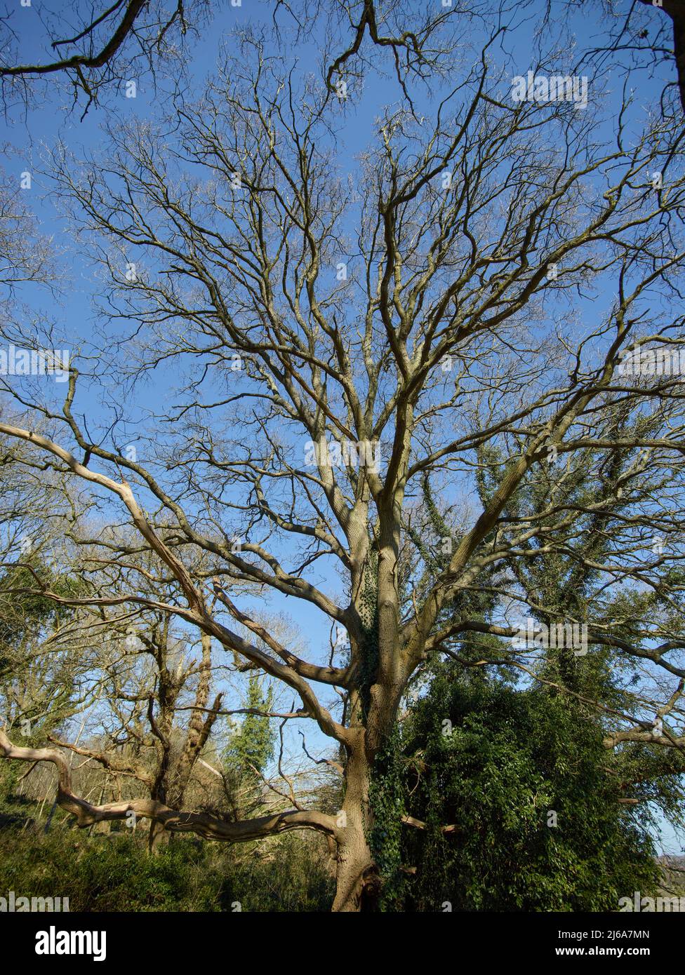 Simple pleasures; looking up through a tree canopy and feeling the ...