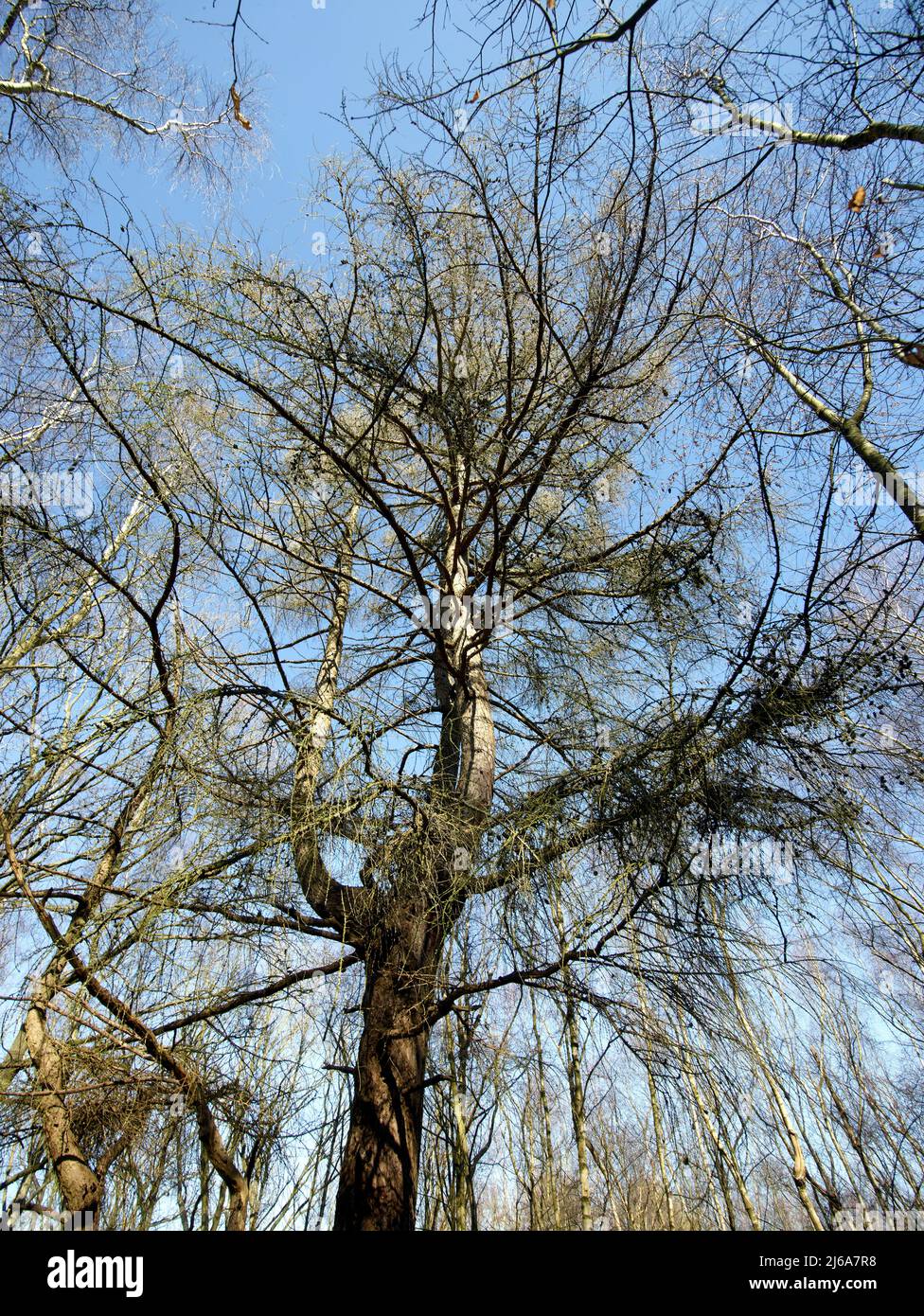Simple pleasures; looking up through a tree canopy and feeling the ...