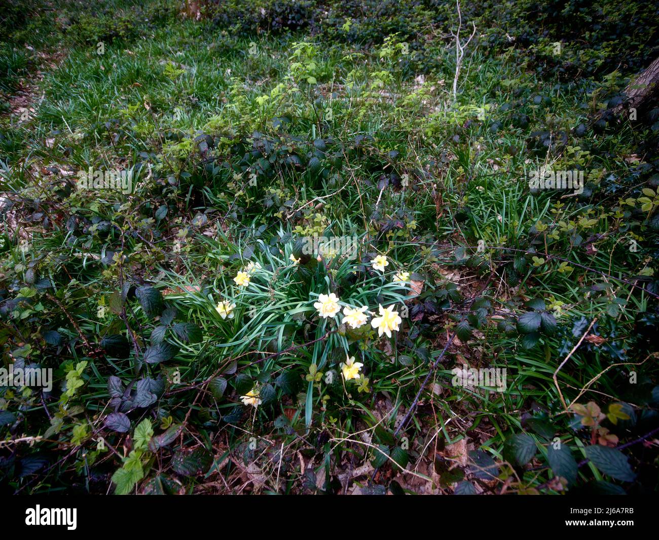 Spring flowering Daffodils growing wild on a woodland floor Stock Photo ...